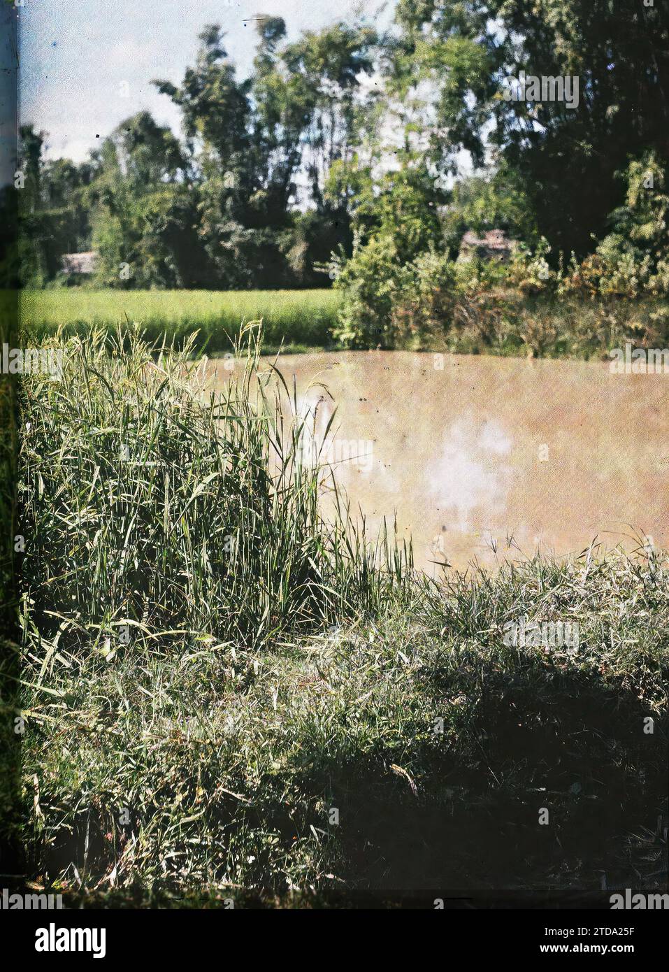Tonkin, Indochina A rice field shortly before the harvest, Nature ...