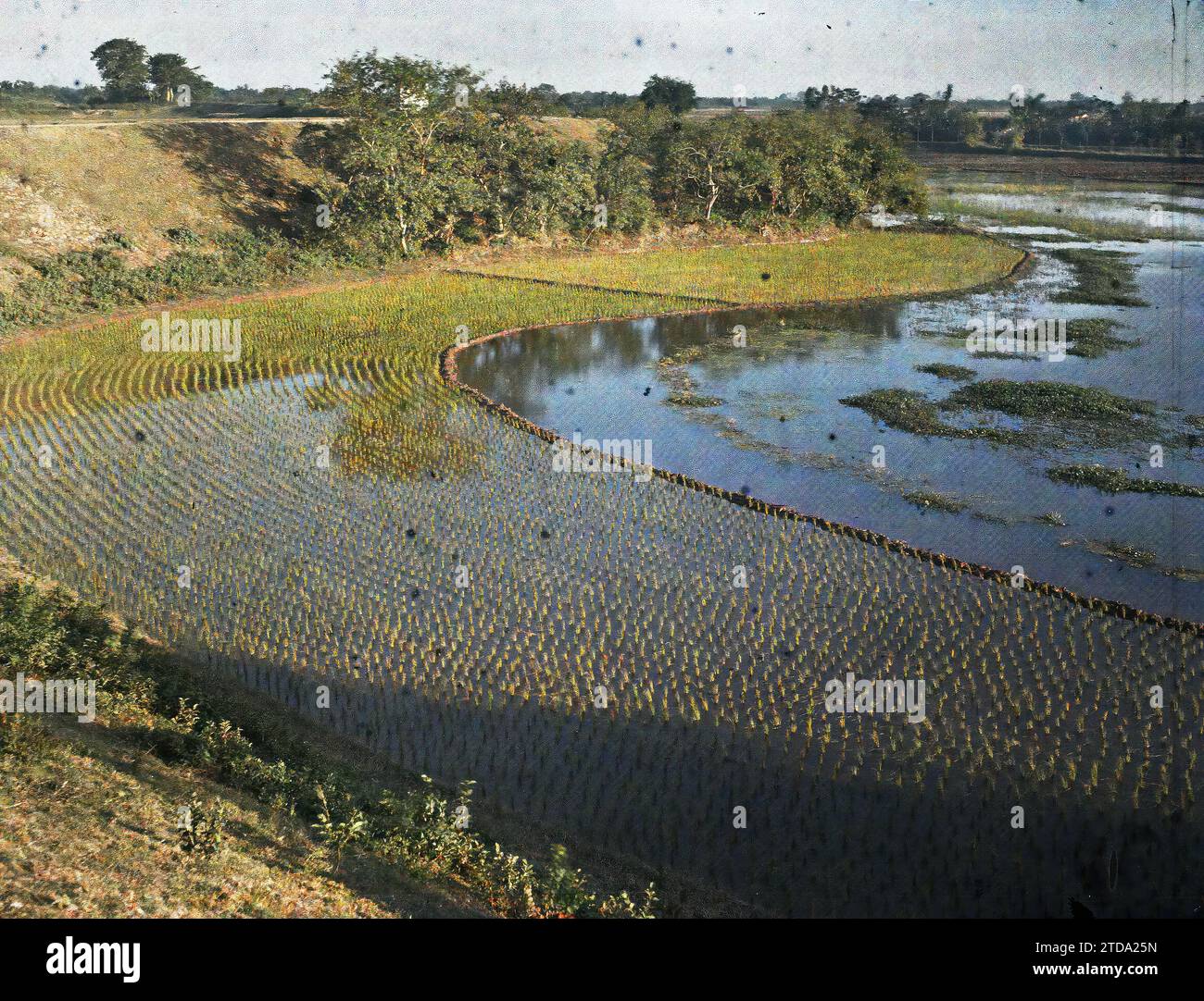 Tonkin, Indochina A recently transplanted rice field, Nature ...