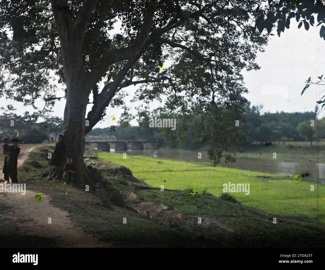 Indochina rice seedlings hi-res stock photography and images - Alamy