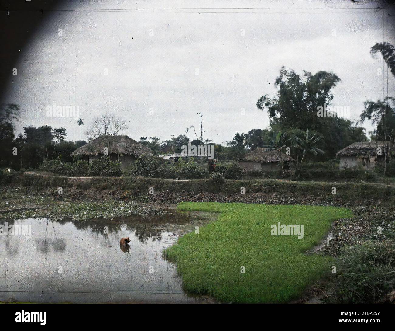 Tonkin, Indochina Rice seedlings in a nursery in a village, Nature ...