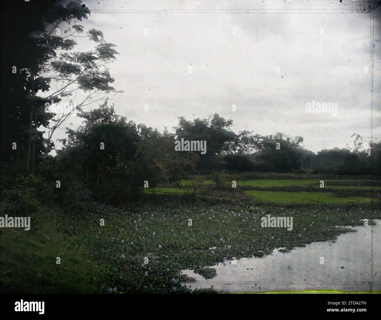 Tonkin, Indochina Rice seedlings in a nursery near a pond, Nature ...