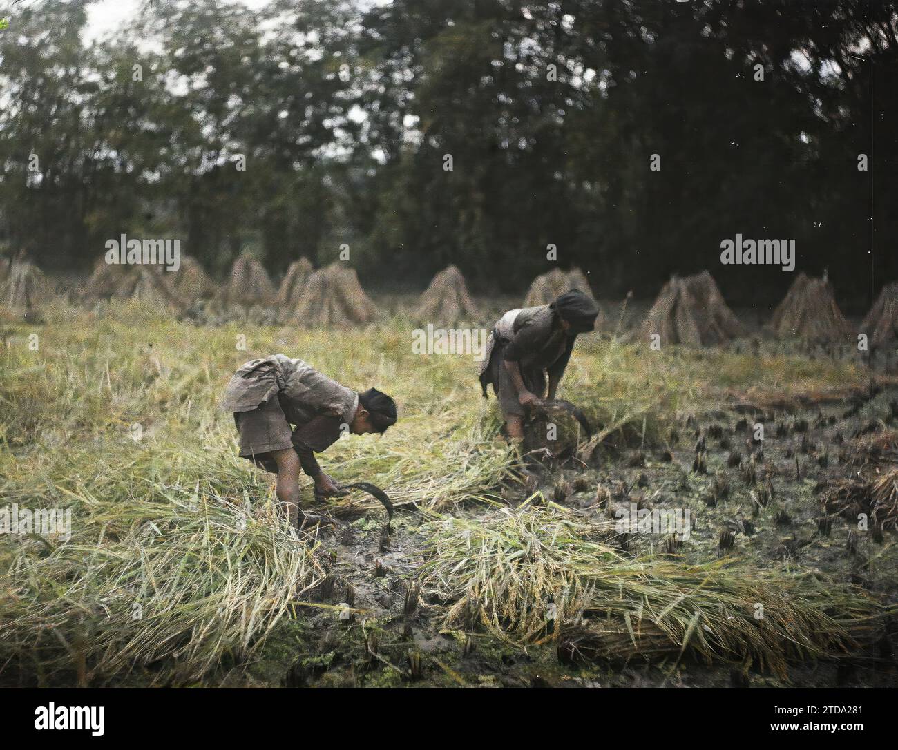Tonkin, Indochina Rice harvest, Human beings, Clothing, Economic ...