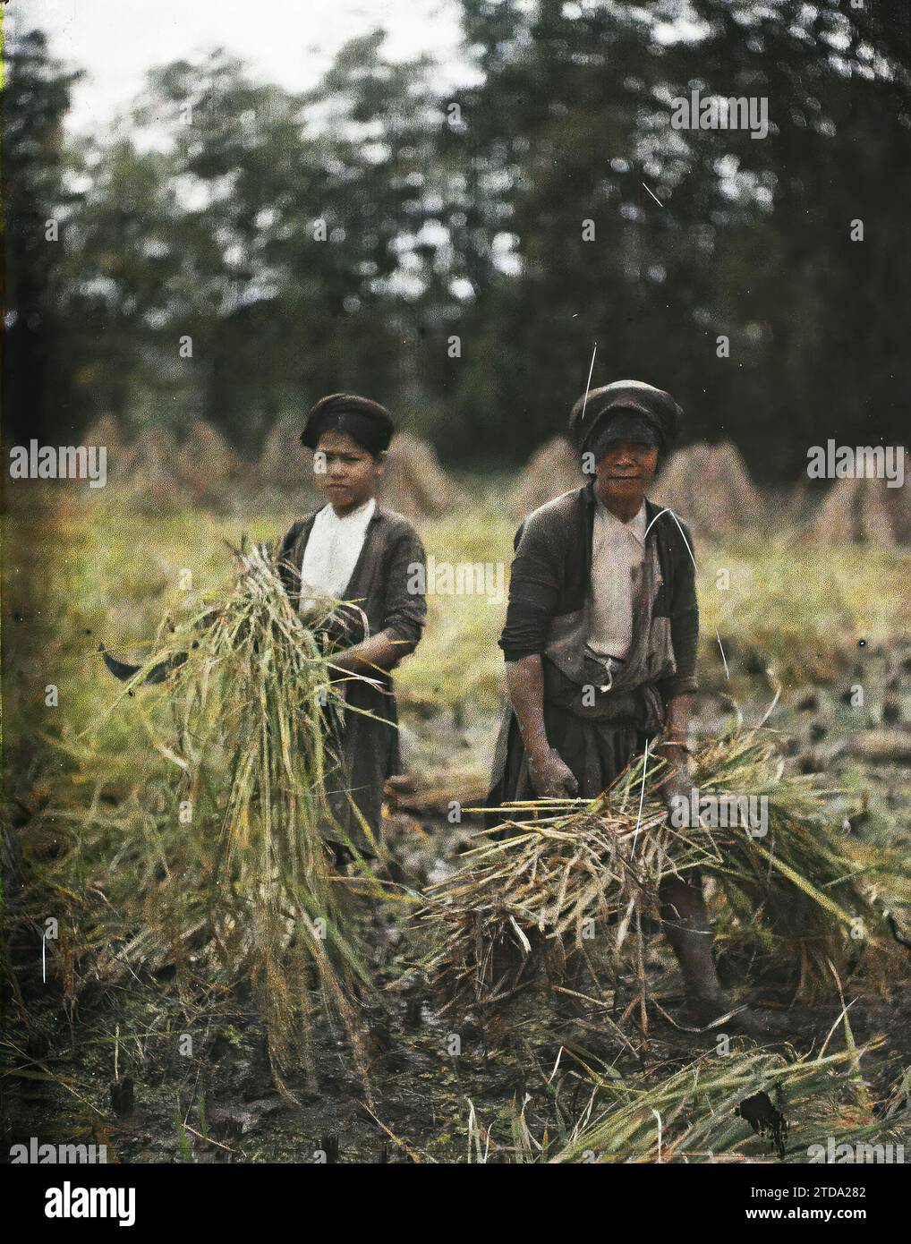Tonkin, Indochina Rice harvest, Human beings, Clothing, Economic ...