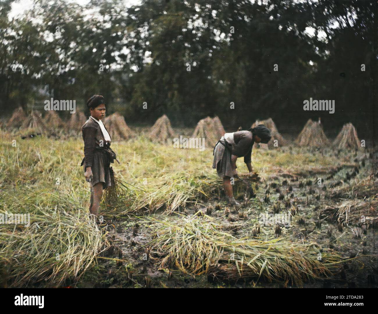 Tonkin, Indochina Rice harvest, Human beings, Clothing, Economic ...