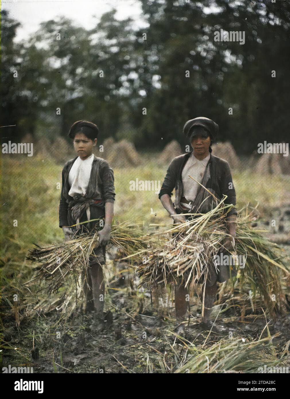 Tonkin, Indochina Rice harvest, Human beings, Clothing, Economic ...