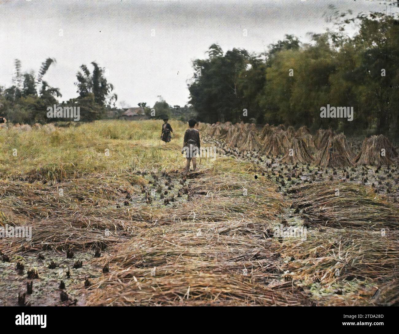 Tonkin, Indochina Rice harvest, Human beings, Clothing, Economic ...