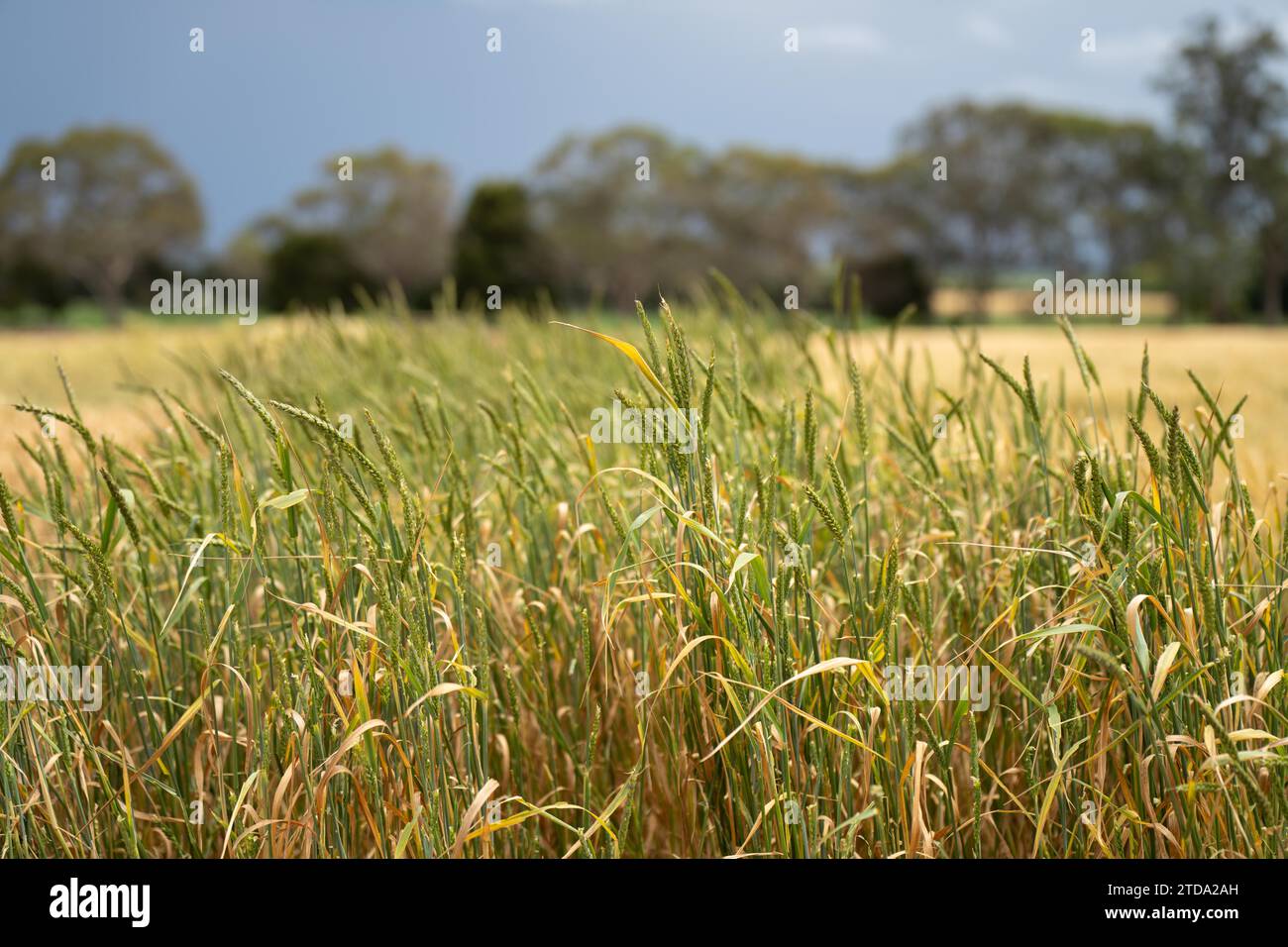 beautiful farming landscape of wheat fields and crops growing Stock ...