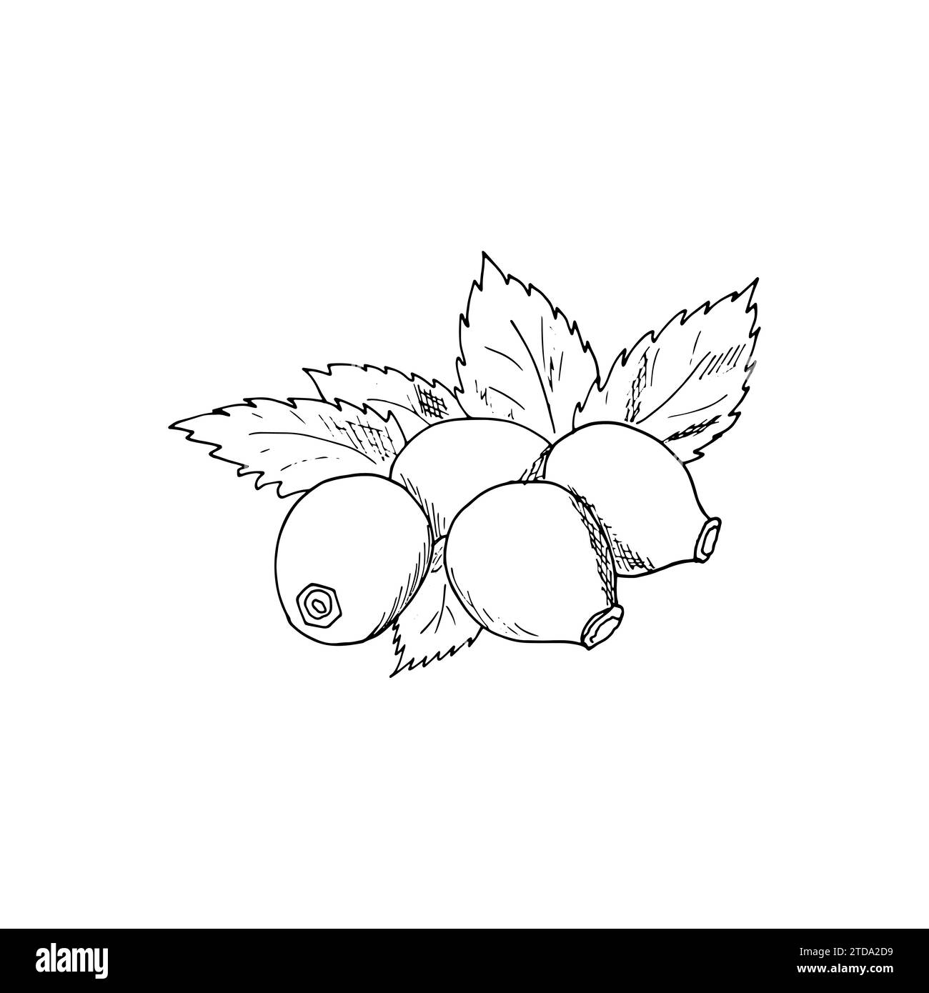 Rosehip hand-drawn branch. Berry twig sketch. Rosehip vector drawing ...
