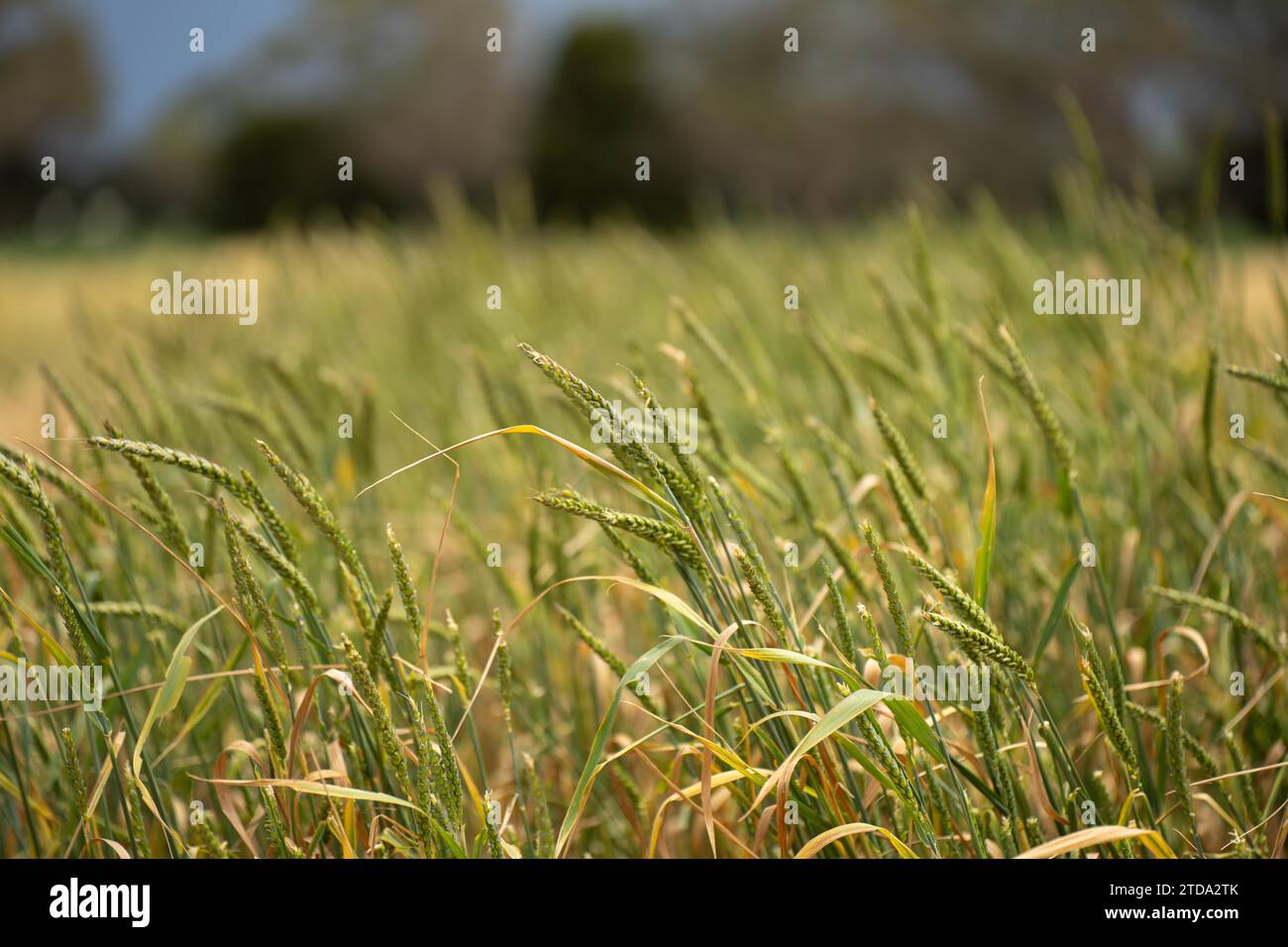 wheat grain crop in a field in a farm growing in rows. growing a crop ...