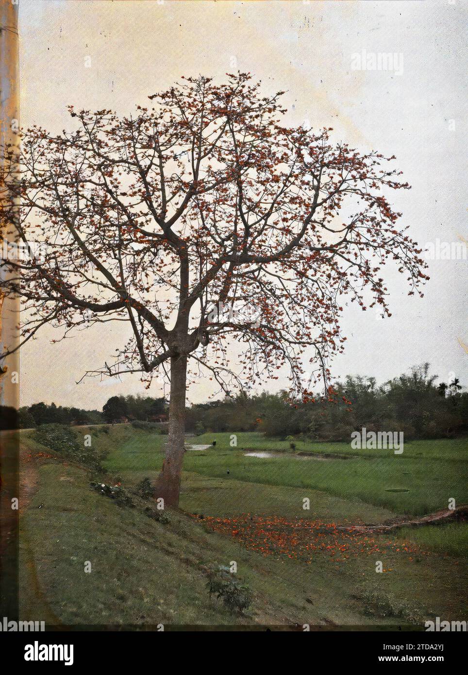 Surroundings of Hà-nôi, Hainoi Vietnam, Tonkin, Indochina Two kapok ...