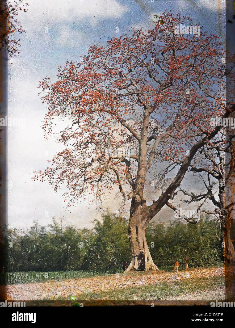 Called cheese trees hi-res stock photography and images - Alamy