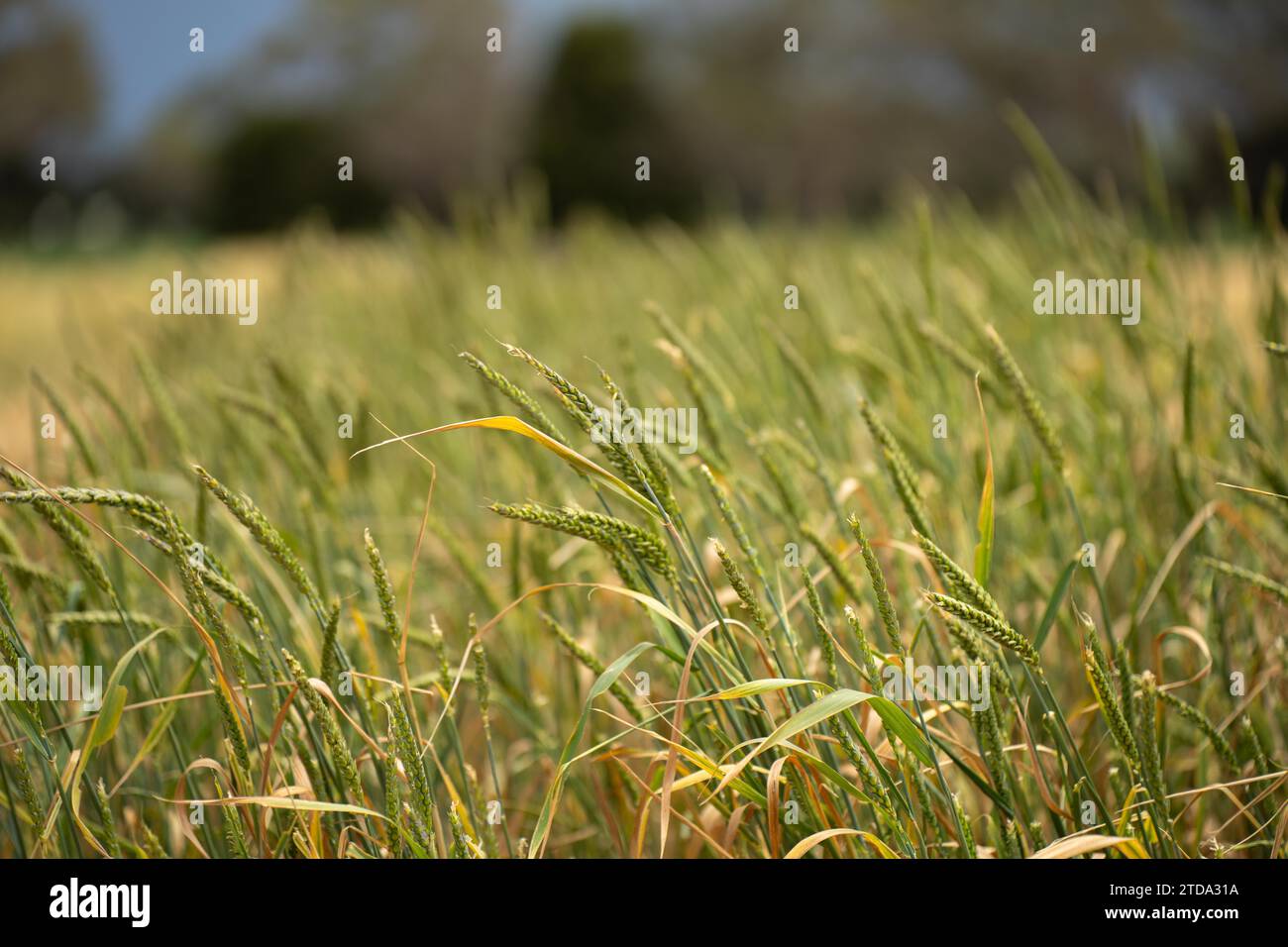 close up of a barley and wheat crop seed heads blowing in the wind in ...