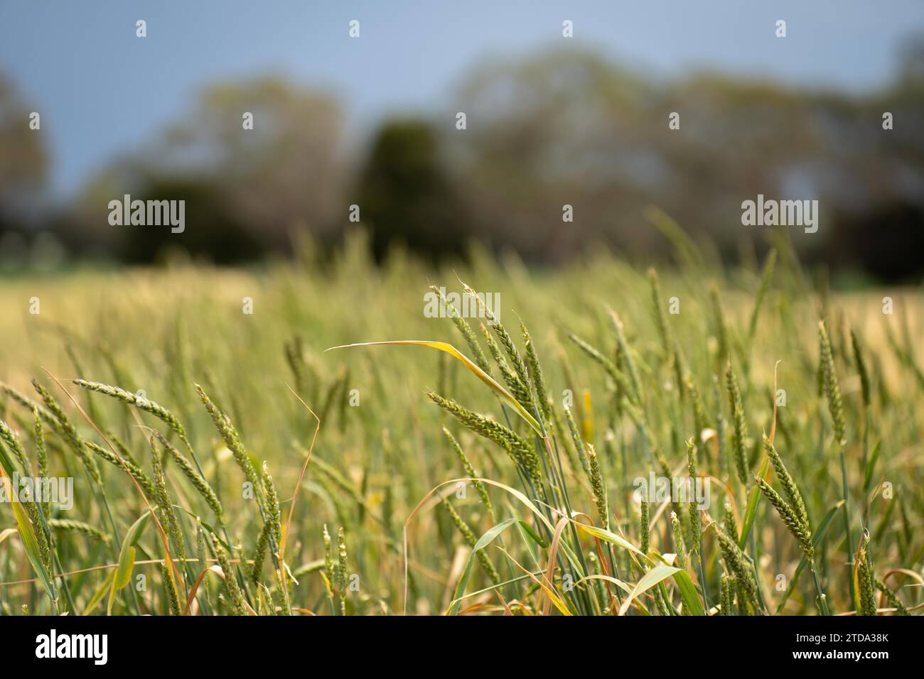 Crop rows of wheat and barley plants showing Agriculture growth and ...