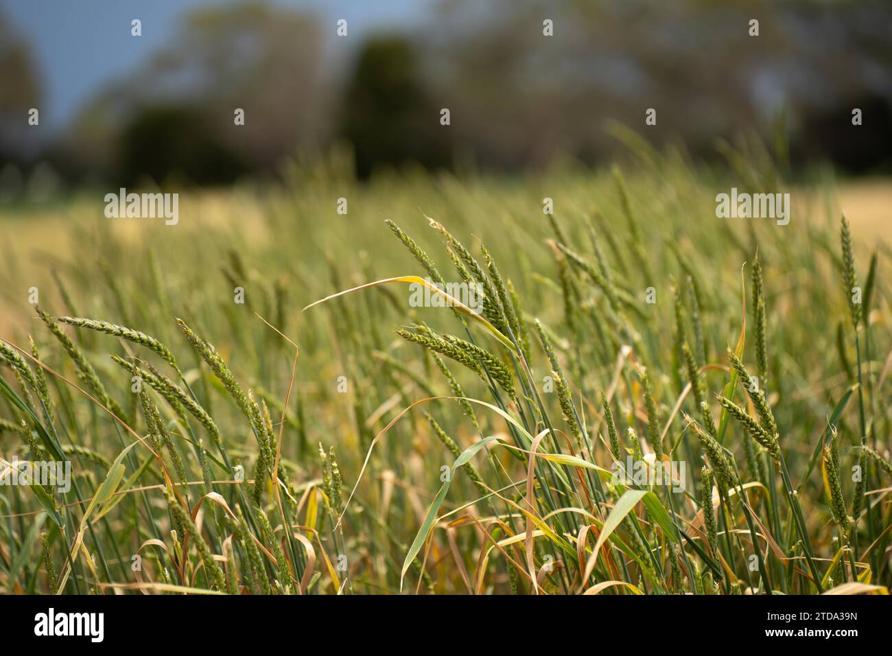 beautiful farming landscape of wheat fields and crops growing Stock ...