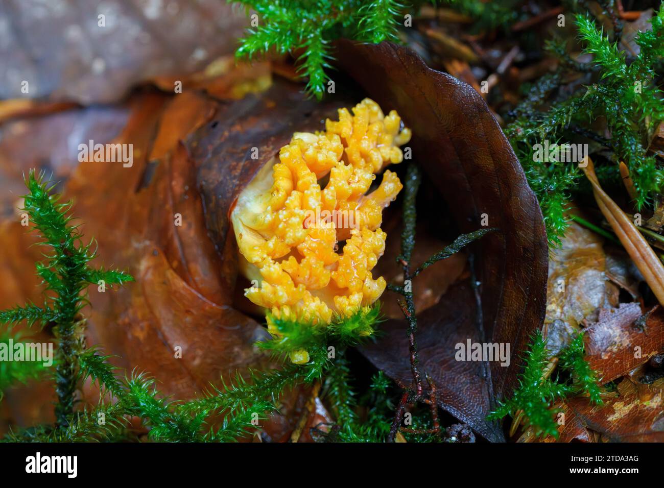 A rare Ramaria formosa, commonly known as the salmon coral, beautiful ...