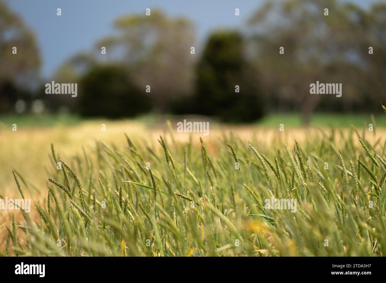 Australian wheat grains hi-res stock photography and images - Alamy