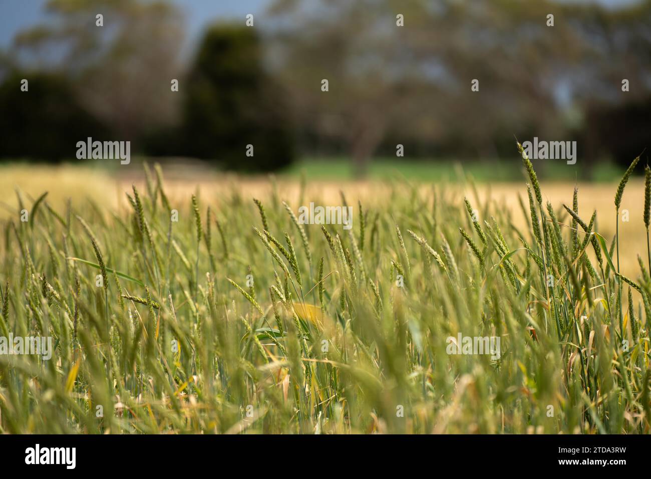 beautiful farming landscape of wheat fields and crops growing Stock ...