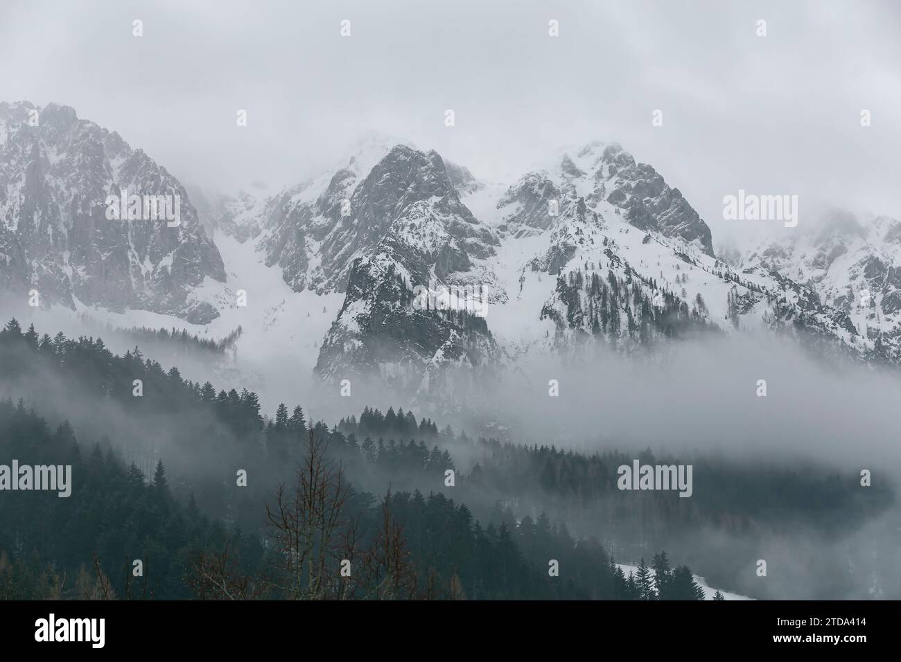 Snow-capped mountain range, green spruce trees in thick fog at the foot ...