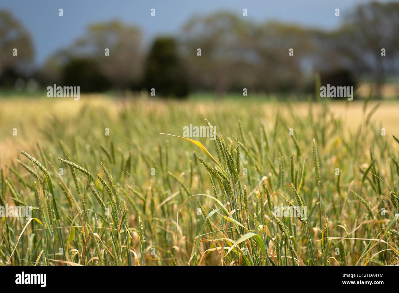 Australian agriculture science hi-res stock photography and images - Alamy