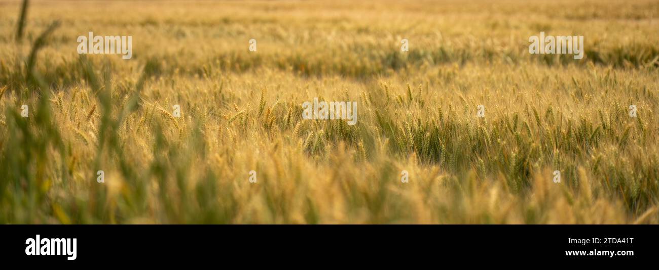wheat grain crop in a field in a farm growing in rows. growing a crop ...