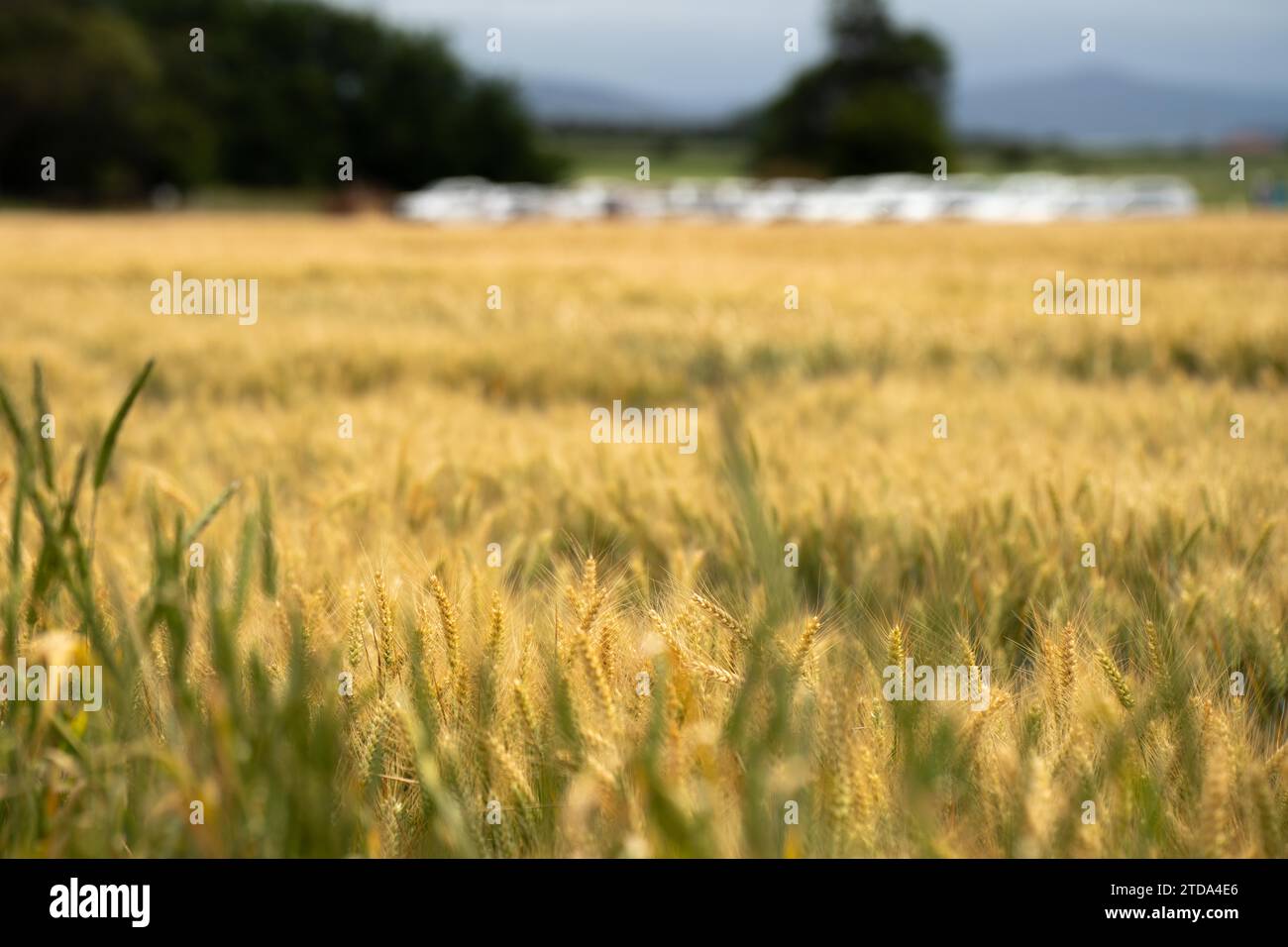 beautiful farming landscape of wheat fields and crops growing Stock ...