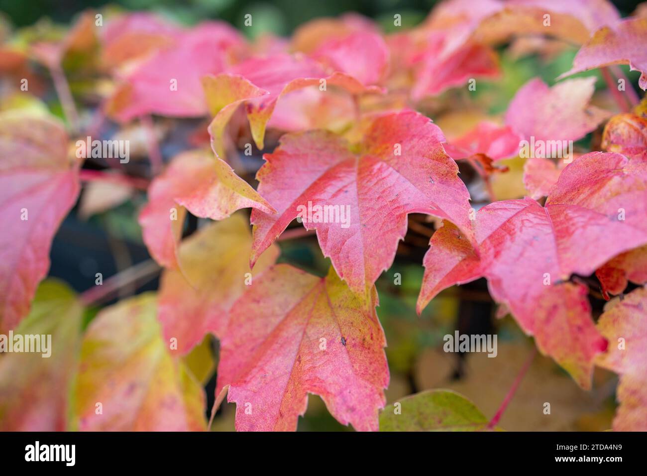 Beautiful variegated leaves with different colours in autumn Stock ...