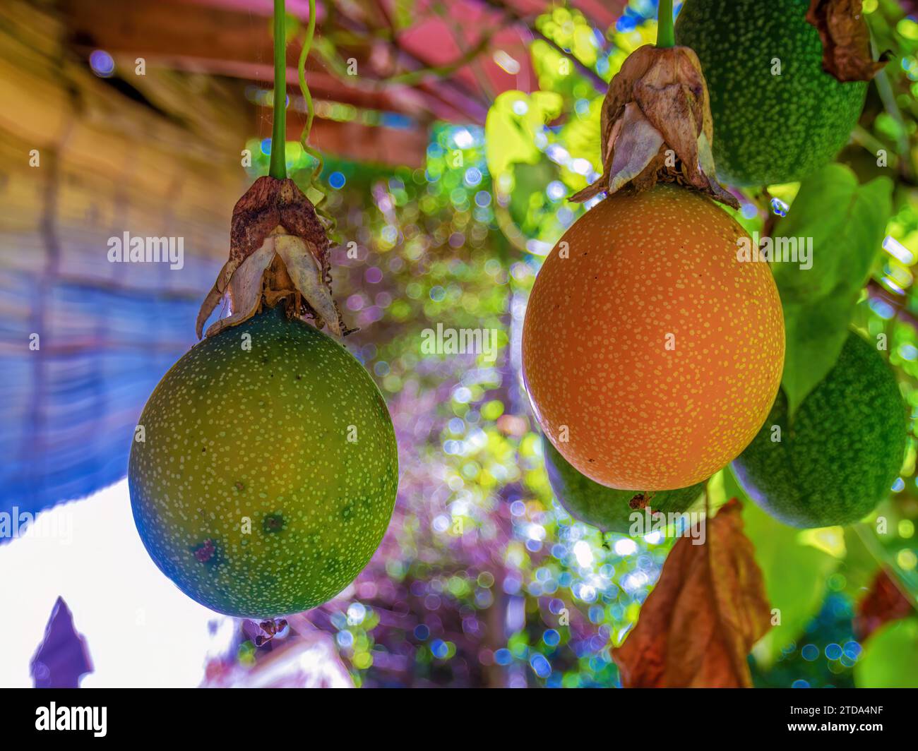 Close-up photography of two sweet granadillas, one of them ripe ...