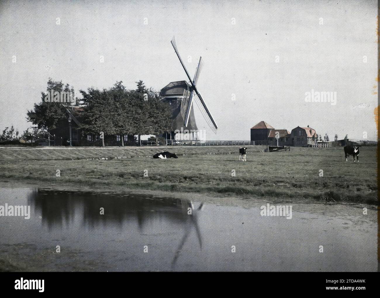 Edam, Netherlands Farm and windmill in a polder, Habitat, Architecture ...