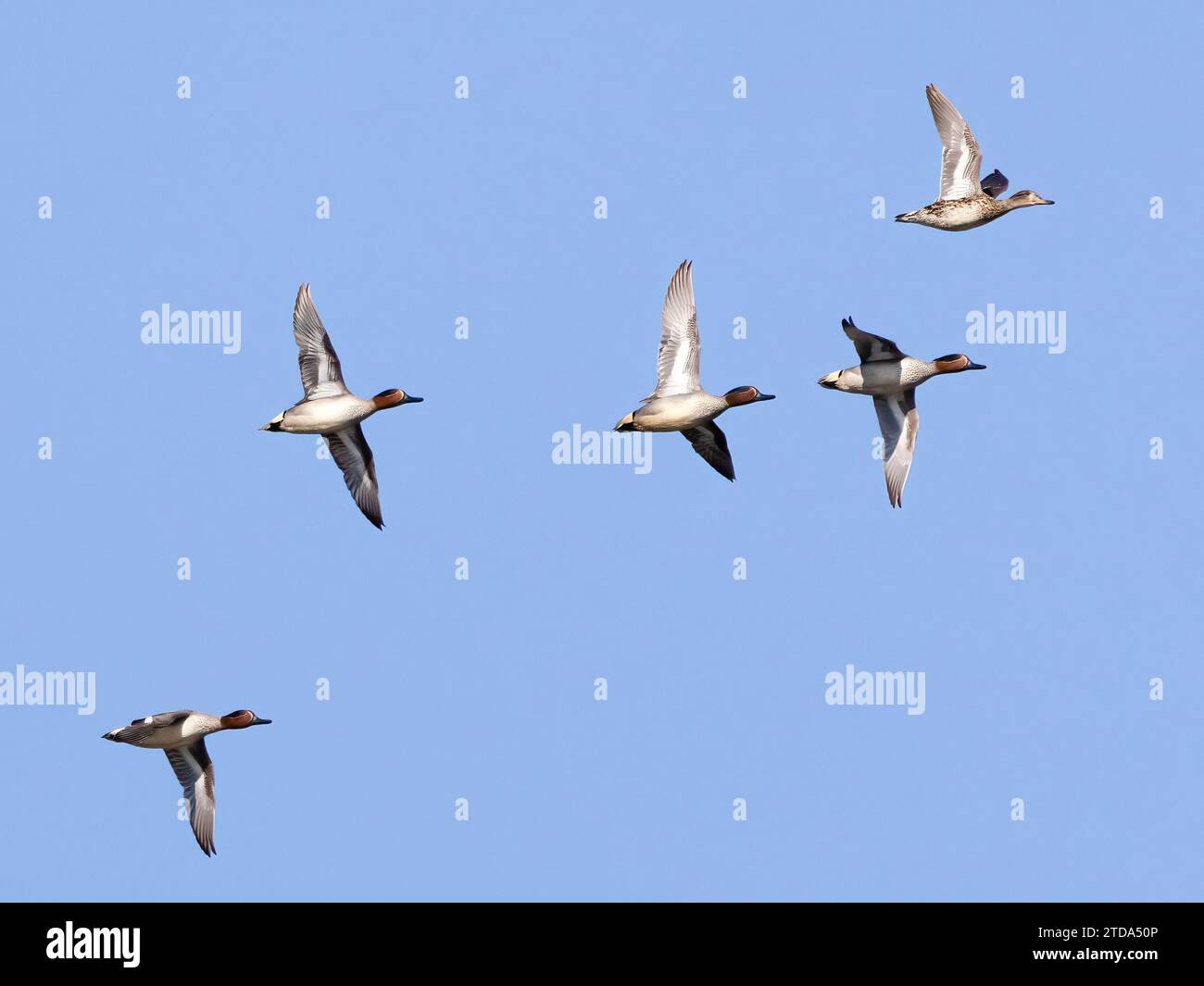 Teal time hi-res stock photography and images - Alamy