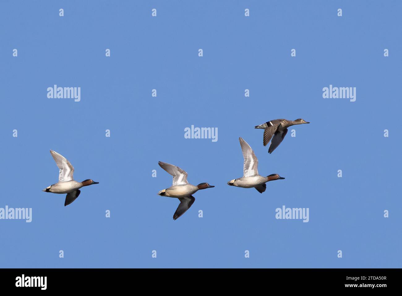 Teal time hi-res stock photography and images - Alamy