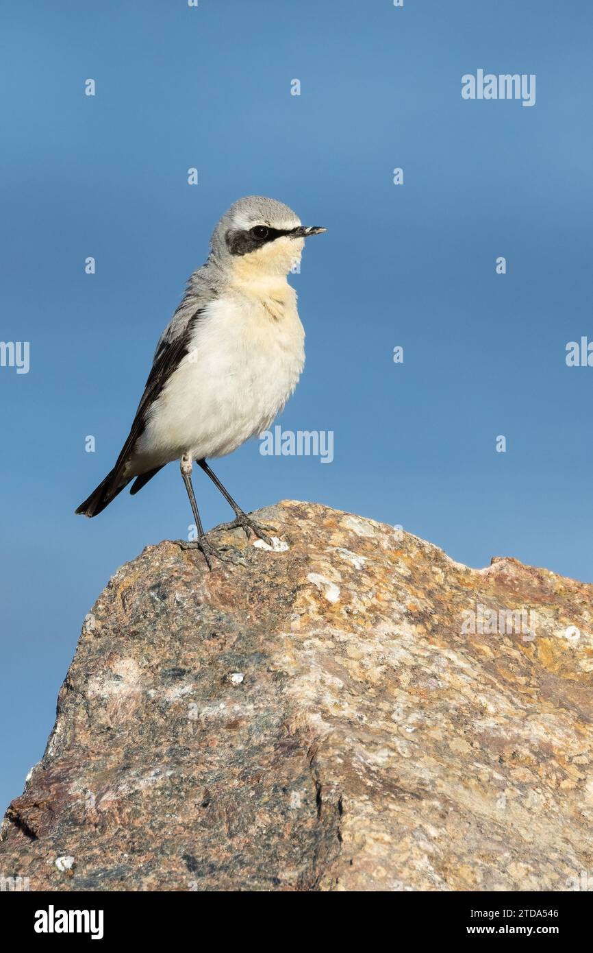 Northern male hi-res stock photography and images - Alamy