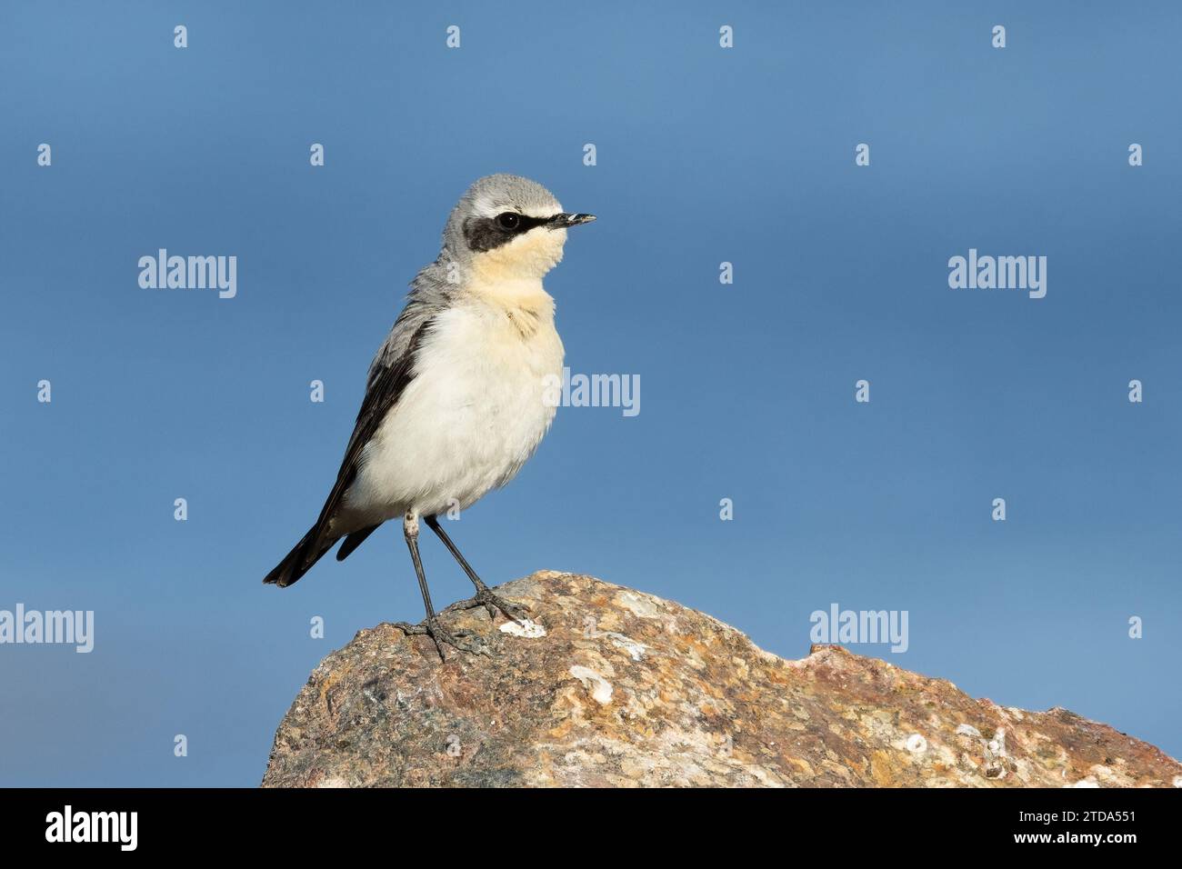 Northern wheatear spring migration hi-res stock photography and images ...