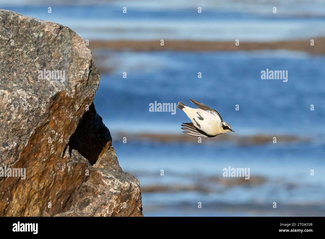 Northern wheatear migration hi-res stock photography and images - Alamy