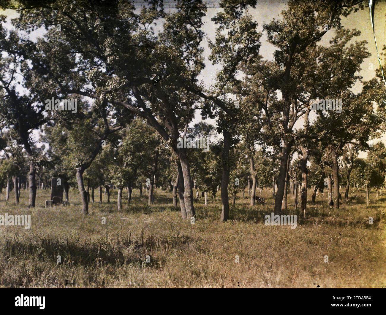 Confucius tomb park hi-res stock photography and images - Alamy