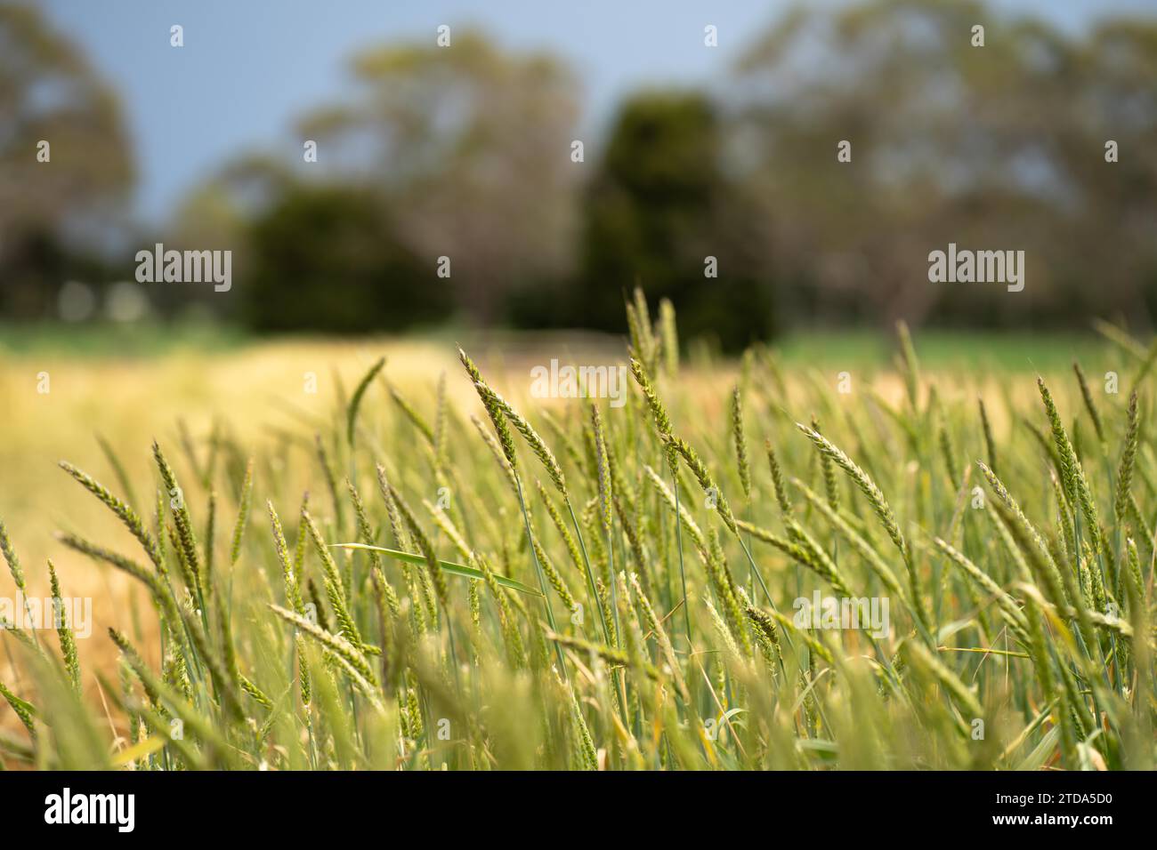 beautiful farming landscape of wheat fields and crops growing Stock ...