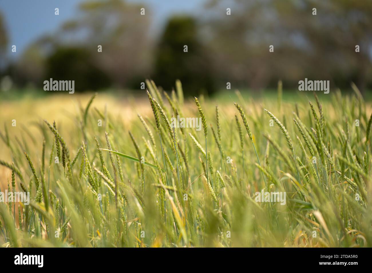 Closeup wheat heads hi-res stock photography and images - Alamy