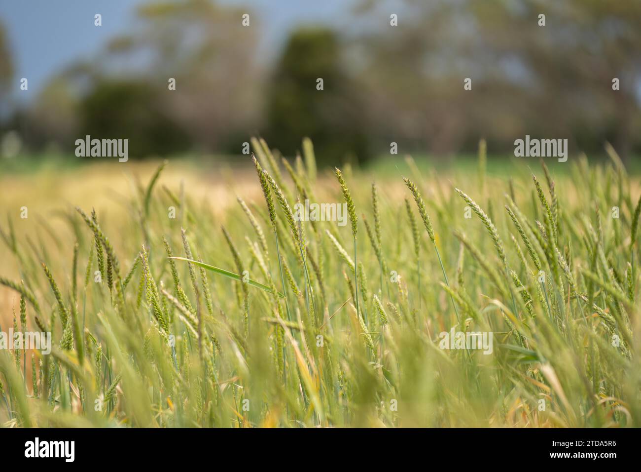 wheat grain crop in a field in a farm growing in rows. growing a crop ...