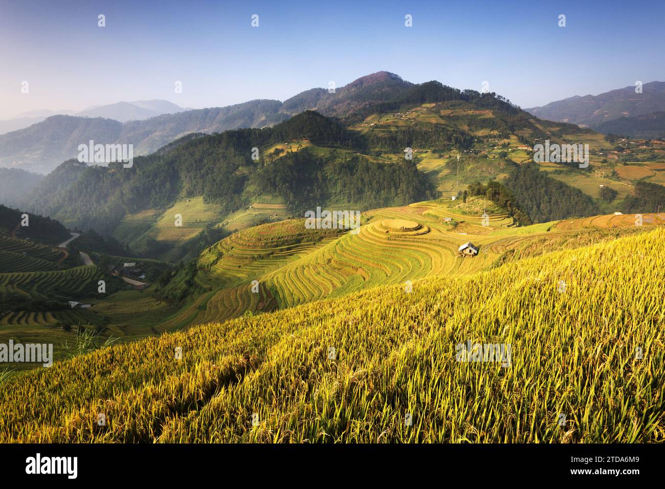 Mu Cang Chai's sheer rice terraces were sculpted over centuries of ...