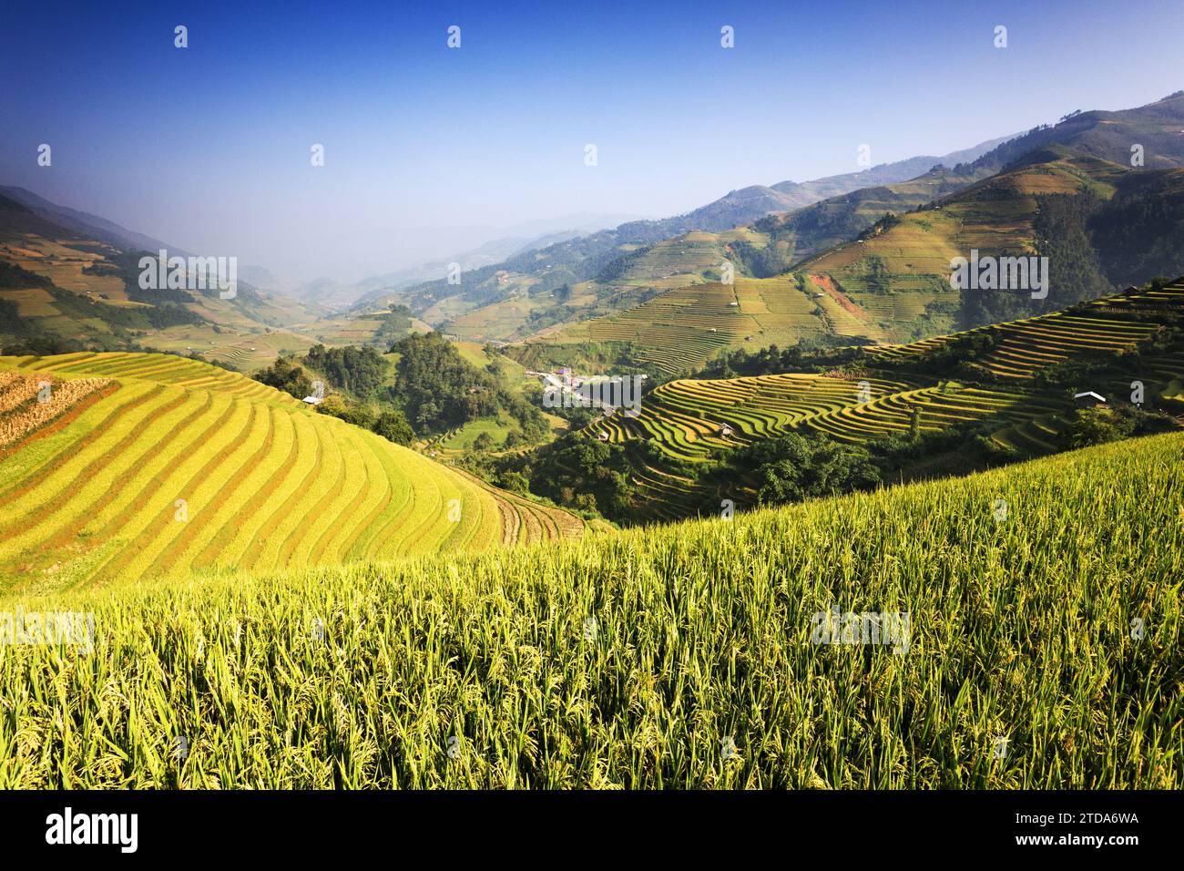 Mu Cang Chai's sheer rice terraces were sculpted over centuries of ...