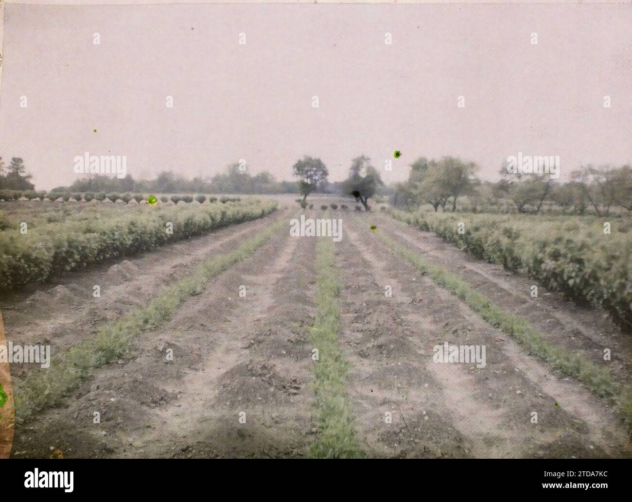 Agriculture breeding field vegetation botany economic activity hi-res ...