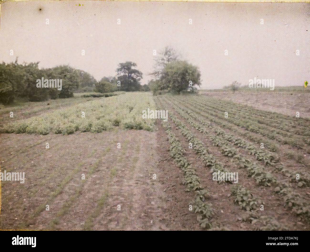 Agriculture breeding field vegetation botany economic activity hi-res ...