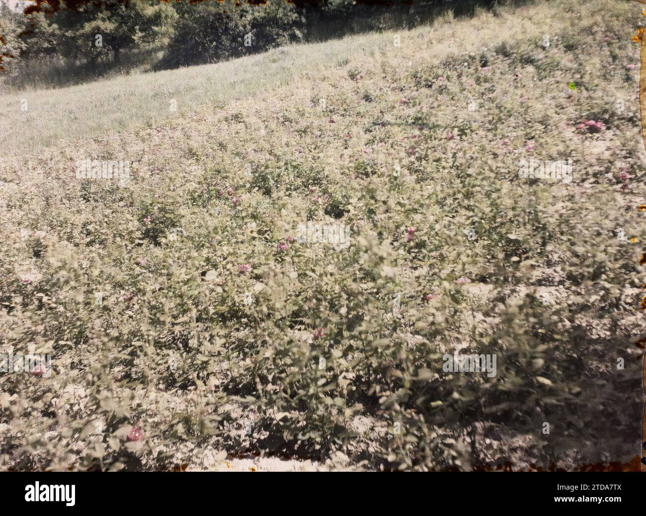 Agriculture breeding field vegetation botany economic activity hi-res ...