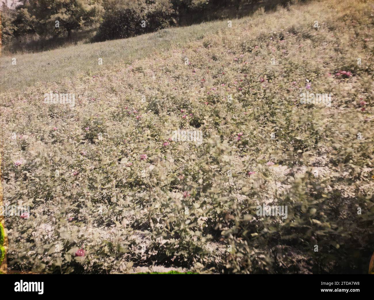 Agriculture breeding field vegetation botany economic activity hi-res ...