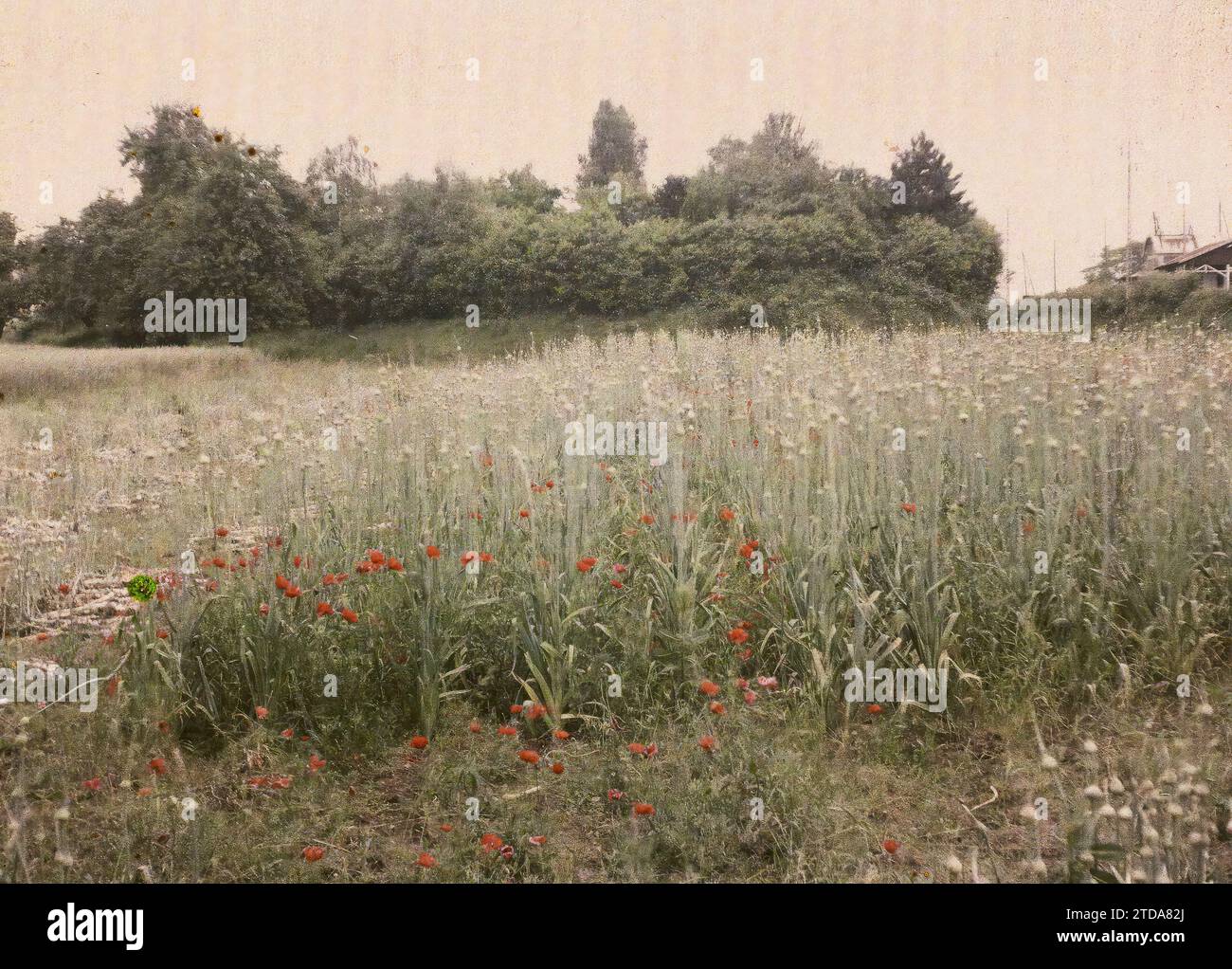 Agriculture breeding field vegetation botany economic activity hi-res ...