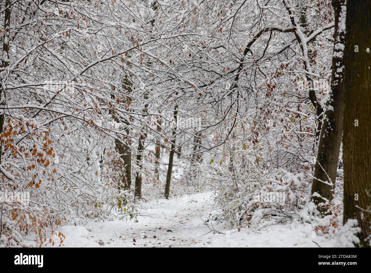 Explore the Enchanting Blizzard: Snow-Covered Stuttgart Hiking Trails ...