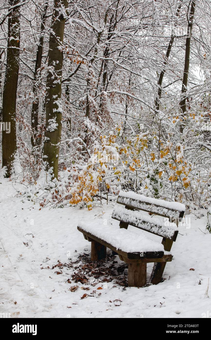 Captivating forest hi-res stock photography and images - Alamy