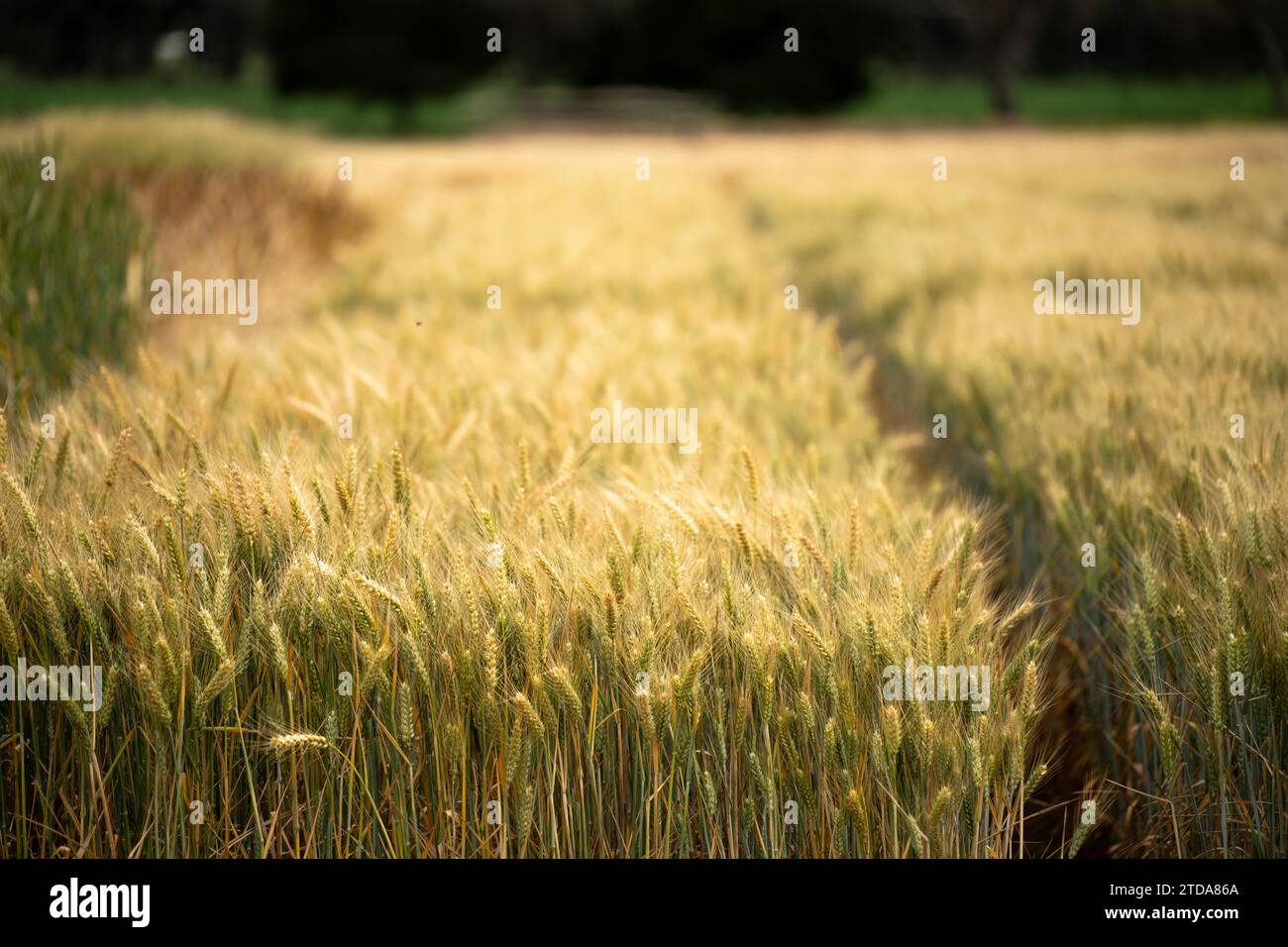 beautiful farming landscape of wheat fields and crops growing Stock ...