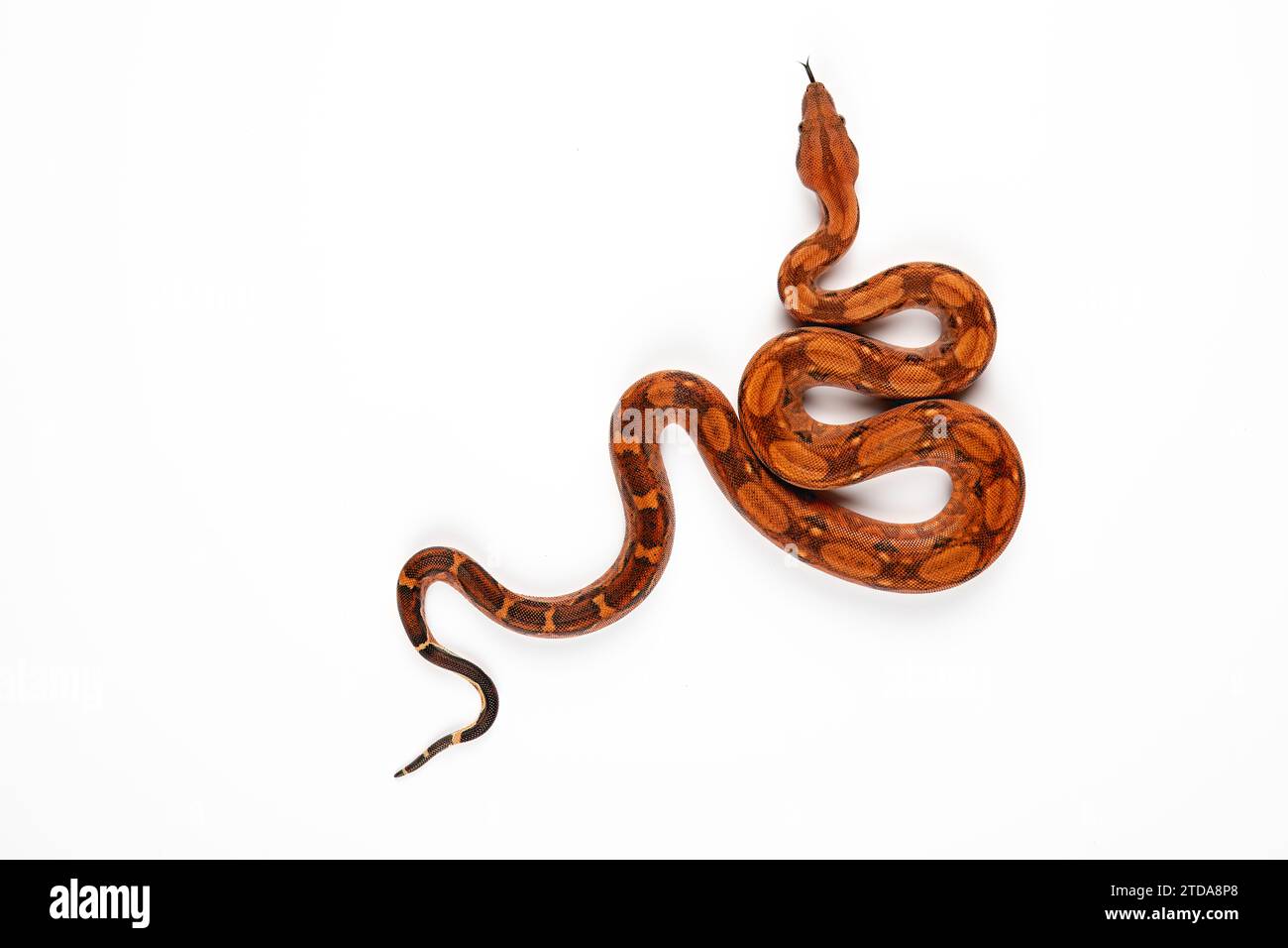 Boa Constrictor Imperator on White Background - Exotic Reptile Snake ...