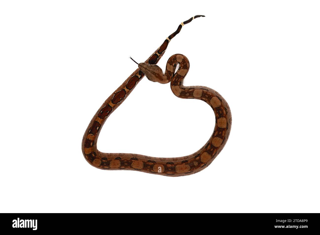 Boa Constrictor Imperator on White Background - Exotic Reptile Snake ...