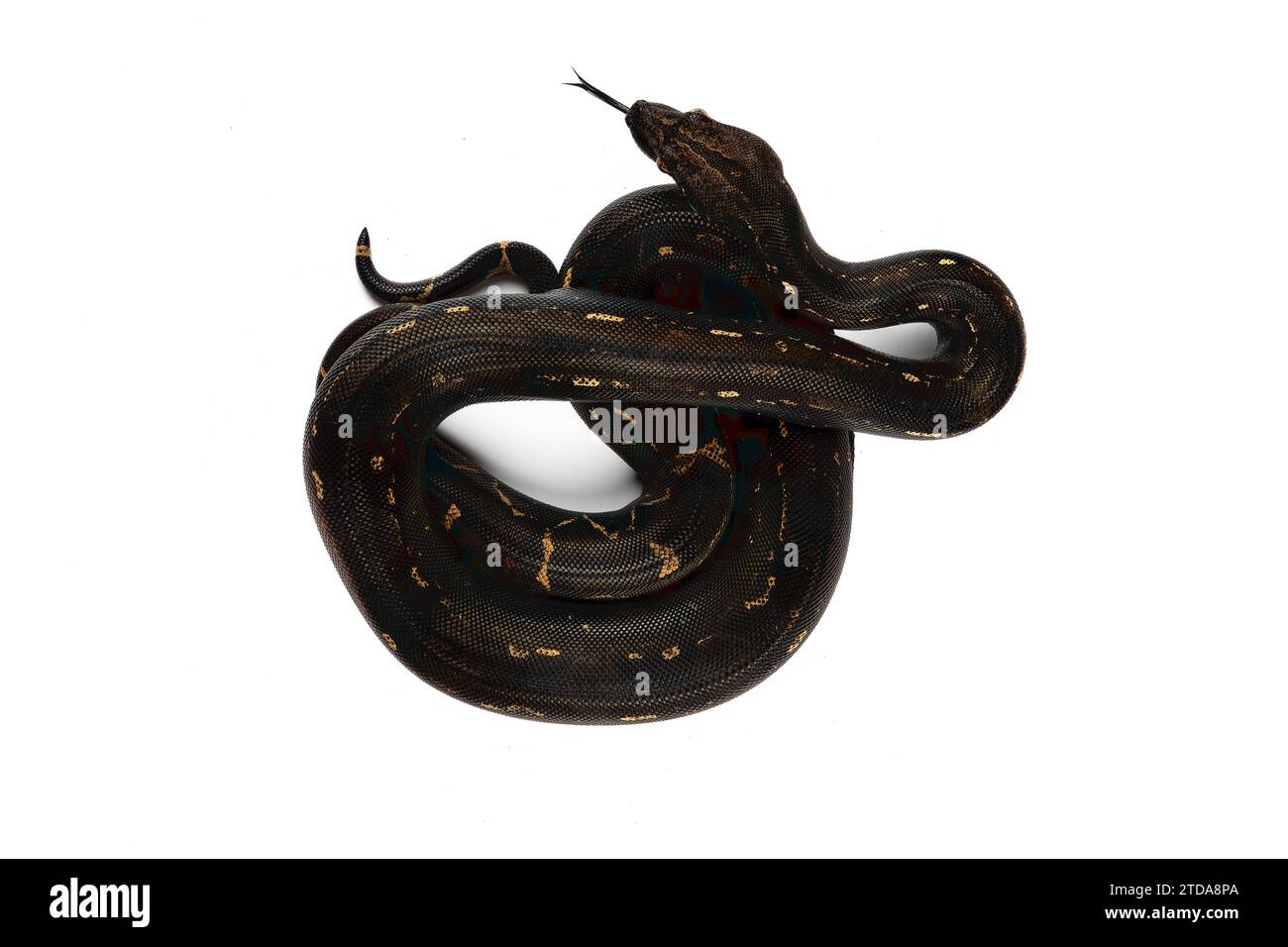 Dark Boa Constrictor Imperator on White Background - Exotic Reptile ...